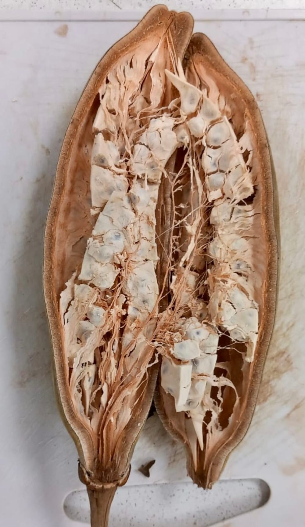 R&D : Peut-on fermenter du "pain de singe"